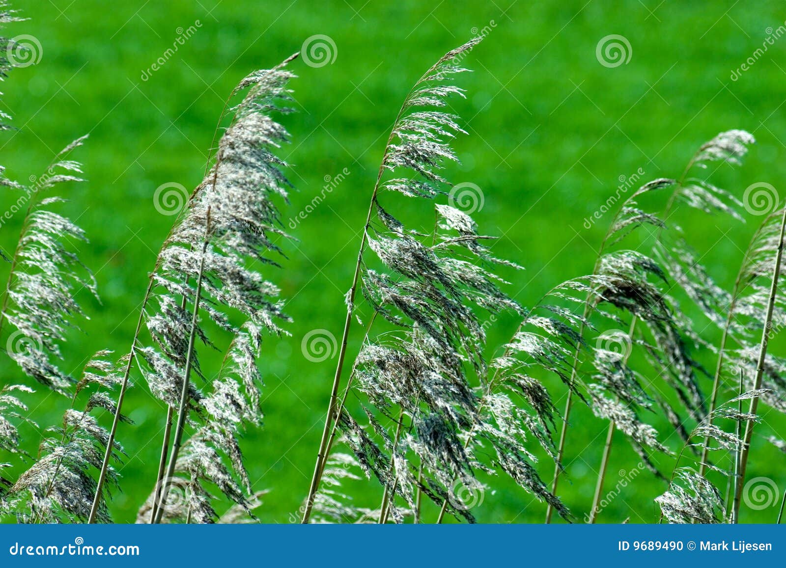 Riet stock foto. Image of ecologie, scène, tranquil, nave - 9689490