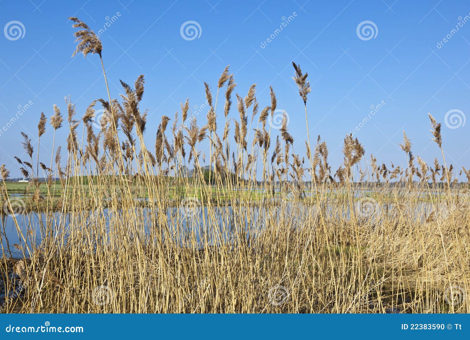 Riet bij de rivier stock foto. Image of vreedzaam, mening - 22383590
