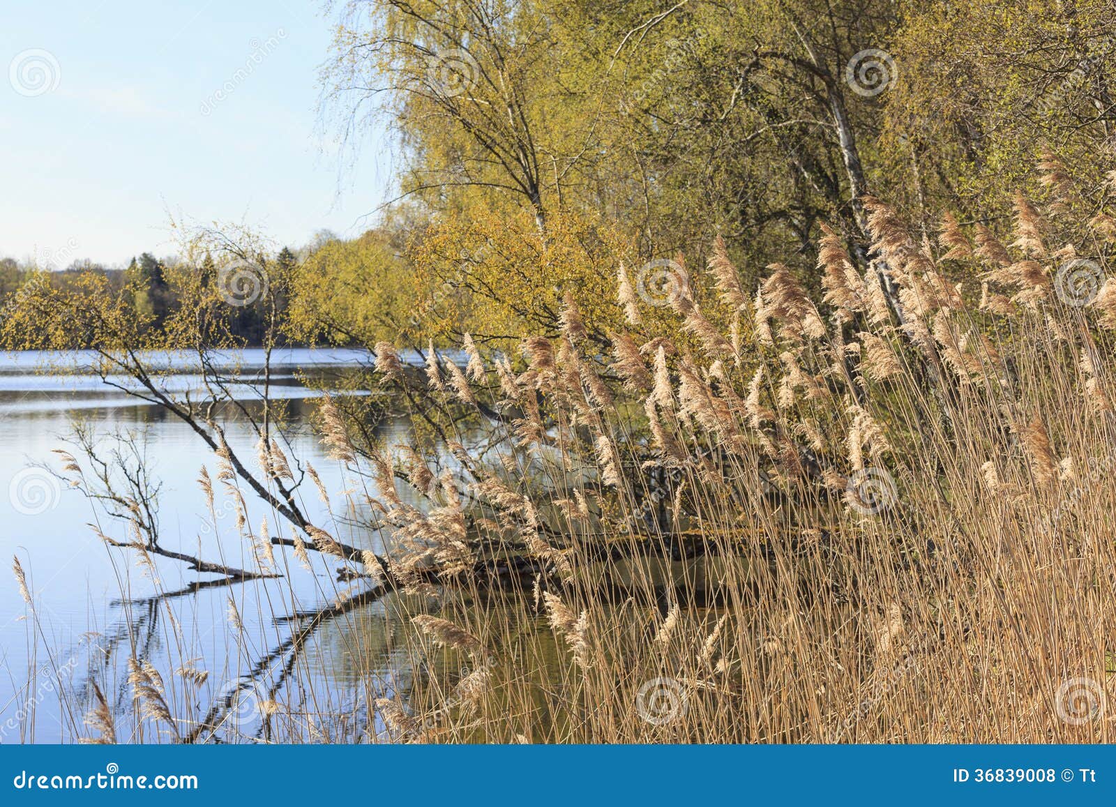 Riet bij de waterrand stock foto. Image of wildernis - 36839008