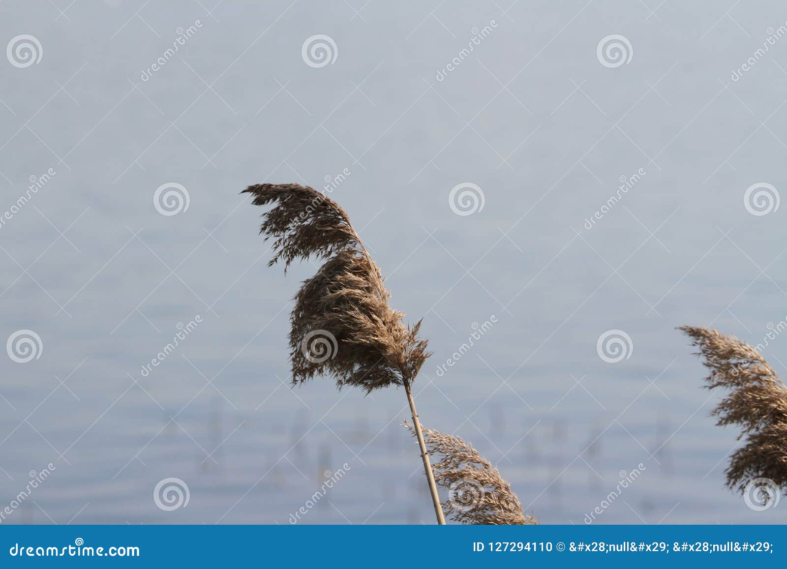 Riet dat in water groeit stock foto. Image of tuin, wolk - 127294110