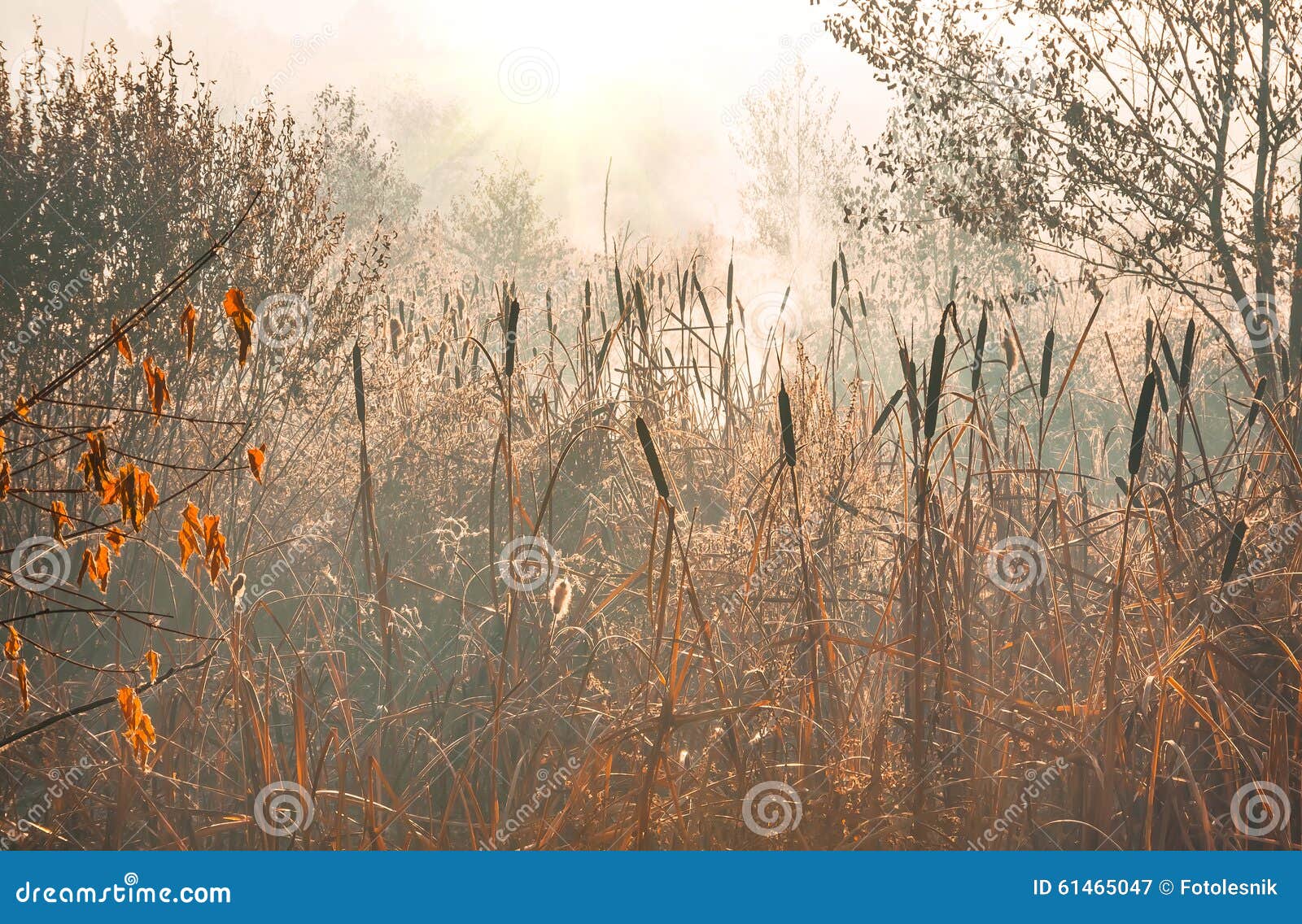 Riet in De Herfst Van De Moeras Vroege Ochtend Stock Afbeelding - Image ...