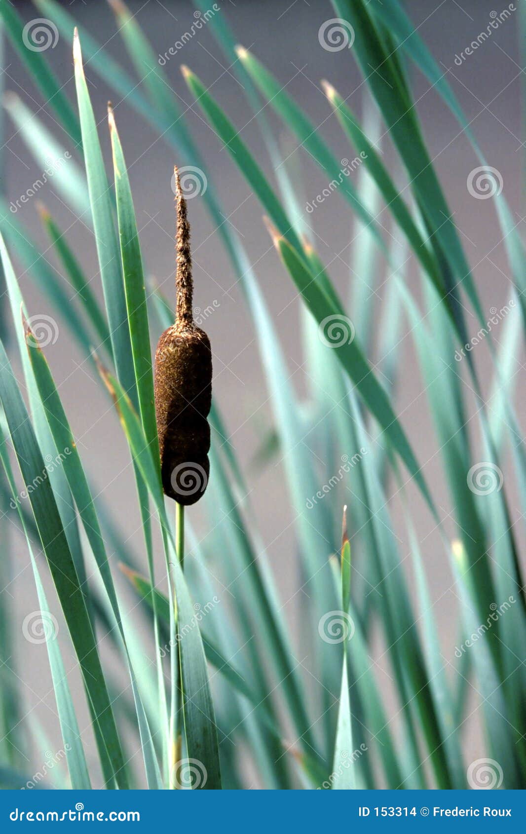 Riet in de vijver stock foto. Image of macro, groen, zomer - 153314