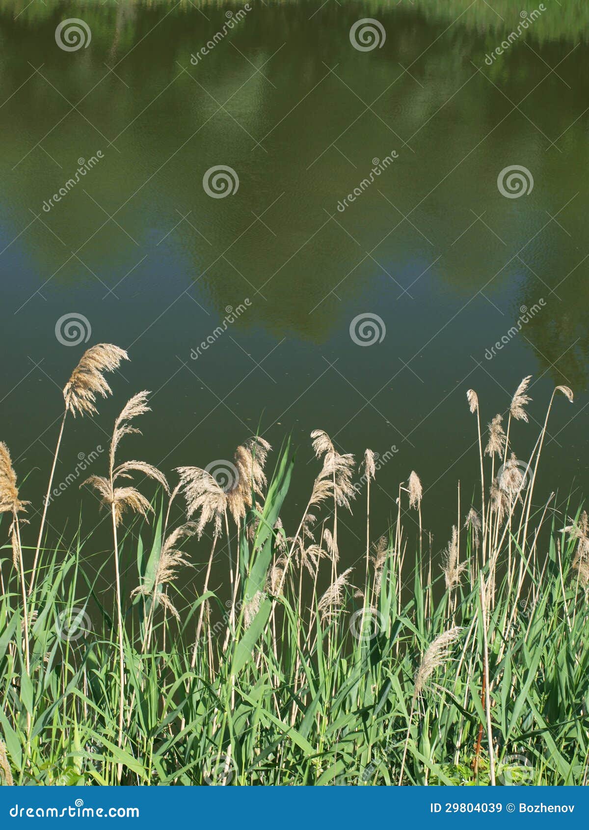 Riet dichtbij de rivier stock afbeelding. Image of landschap - 29804039