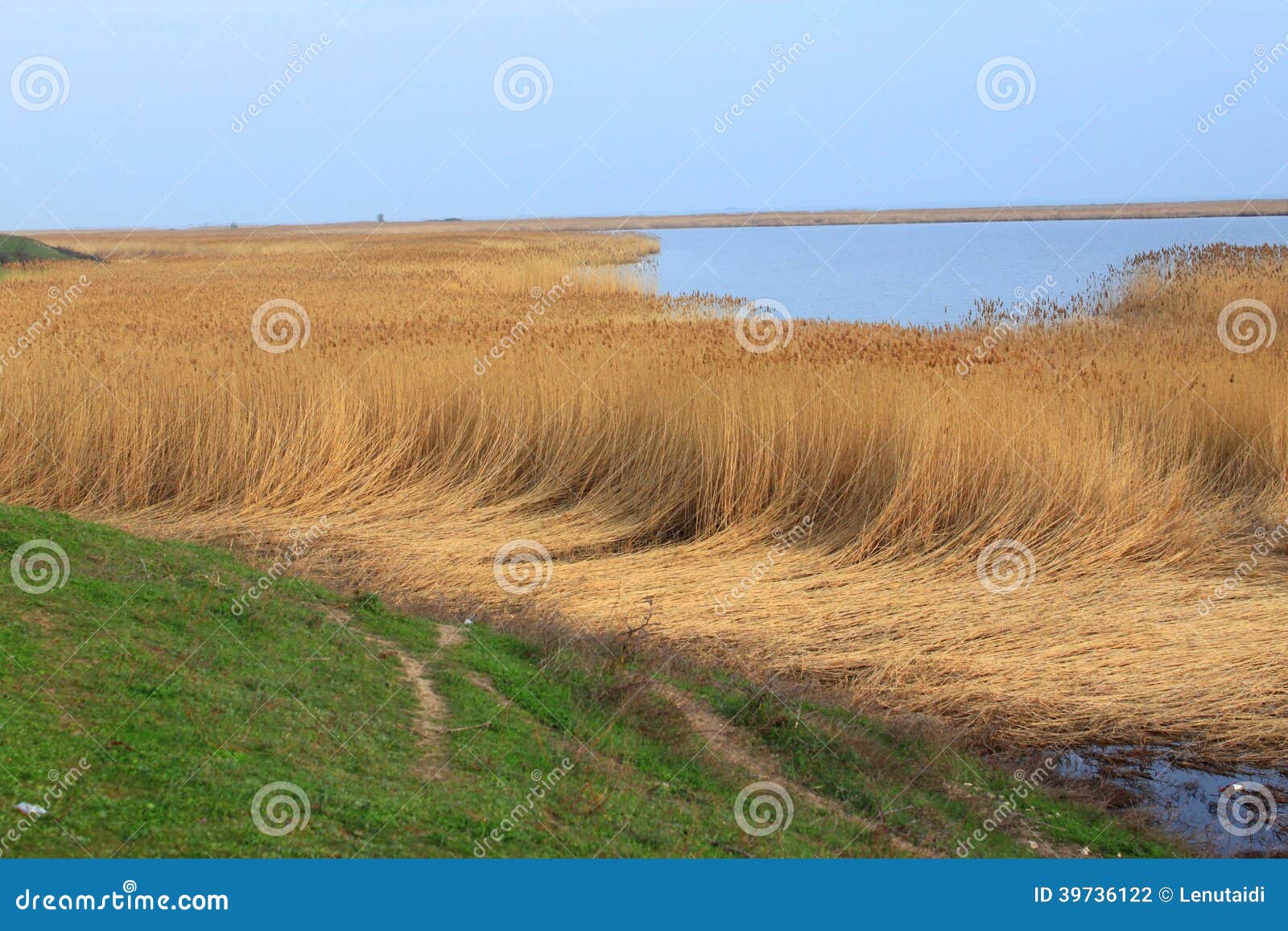 Riet Die Bij De Rand Van Een Meer Liggen. Stock Foto - Image of water ...