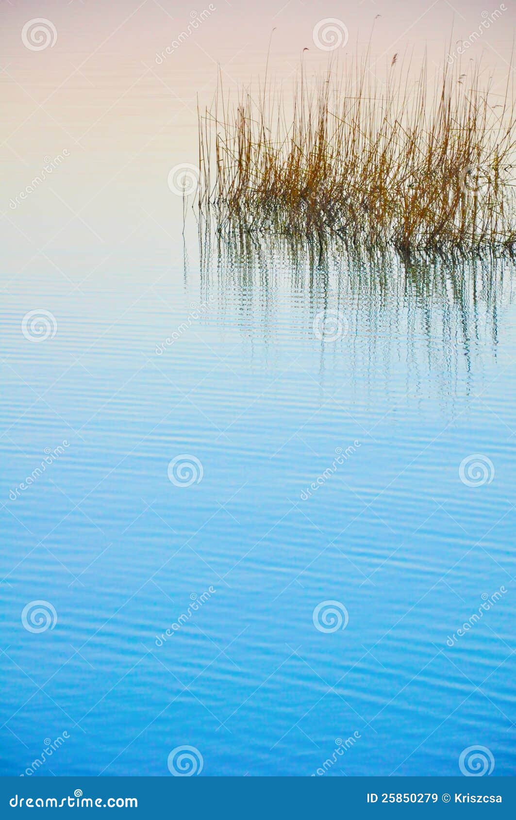 Riet en water stock afbeelding. Image of bloem, roze - 25850279