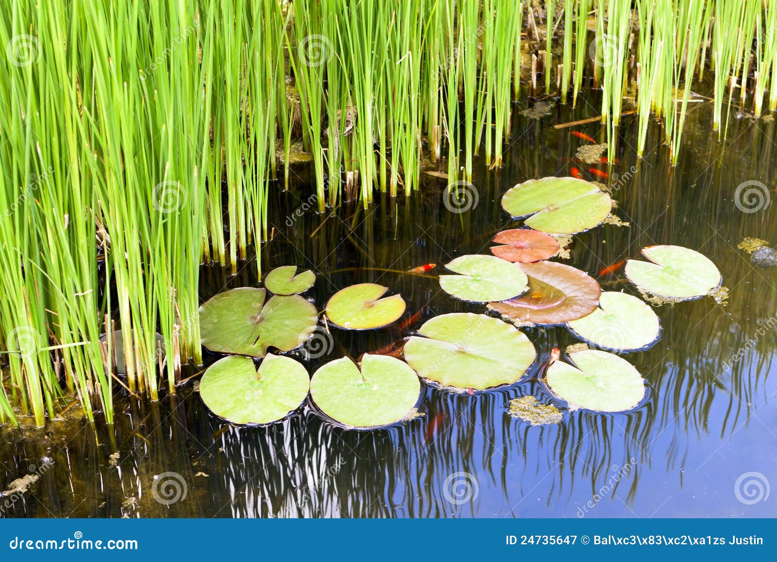Riet En Waterlelies in De Tuinvijver. Stock Afbeelding - Image of ...