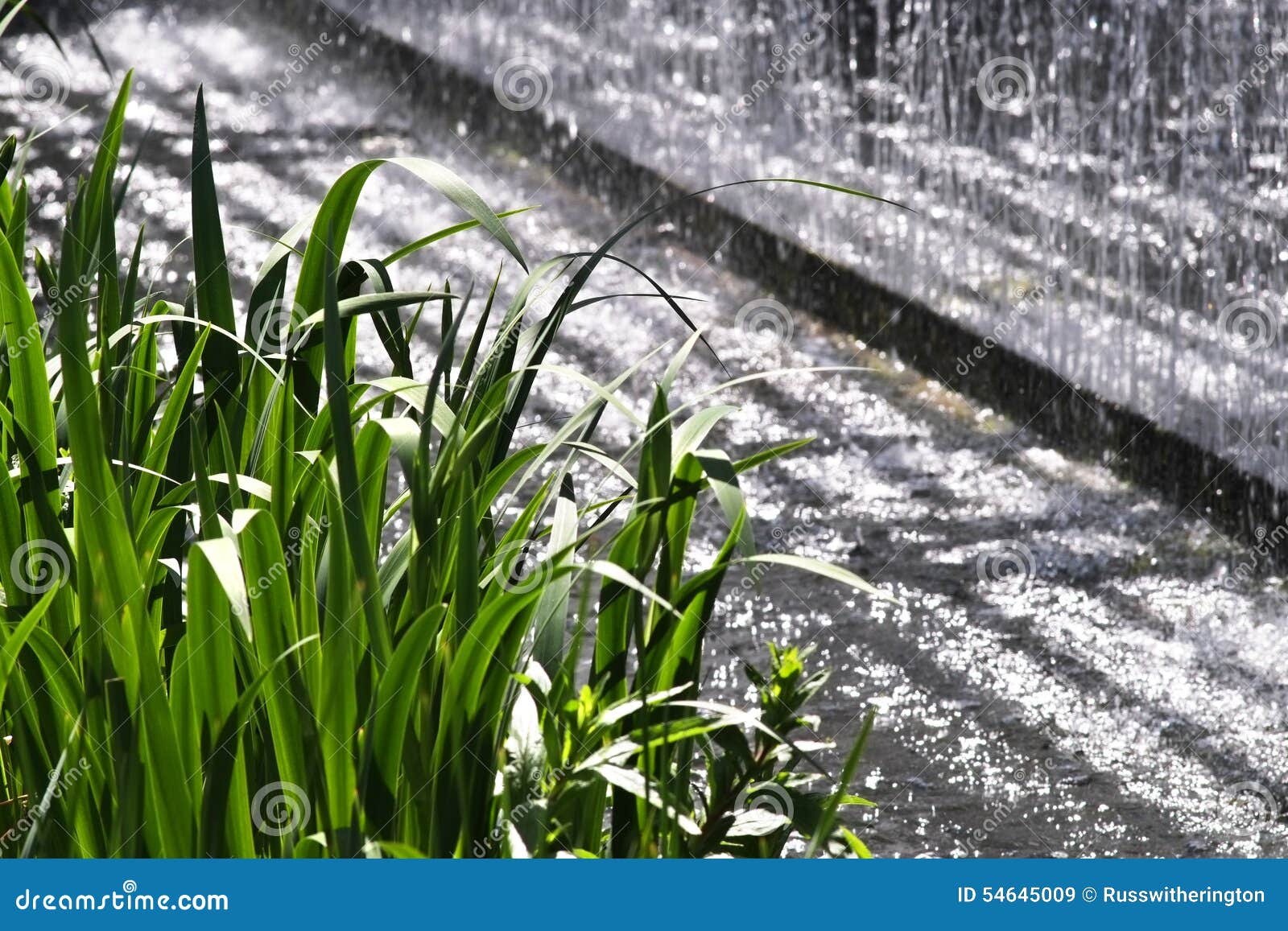 Riet en Waterval stock afbeelding. Image of flora, tuin - 54645009