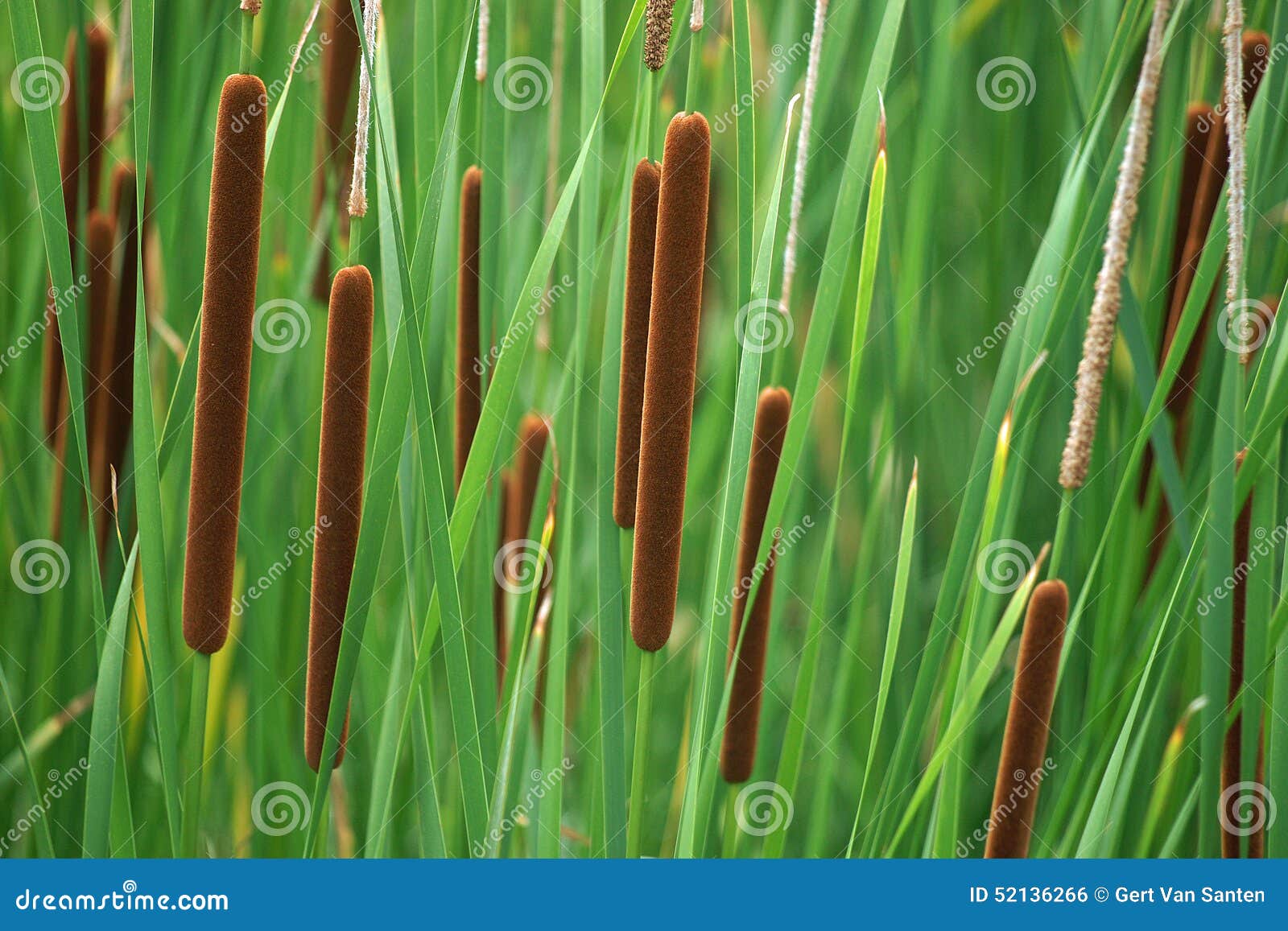 Riet-foelie in De Sloot-kant Stock Foto - Image of waterzijde ...