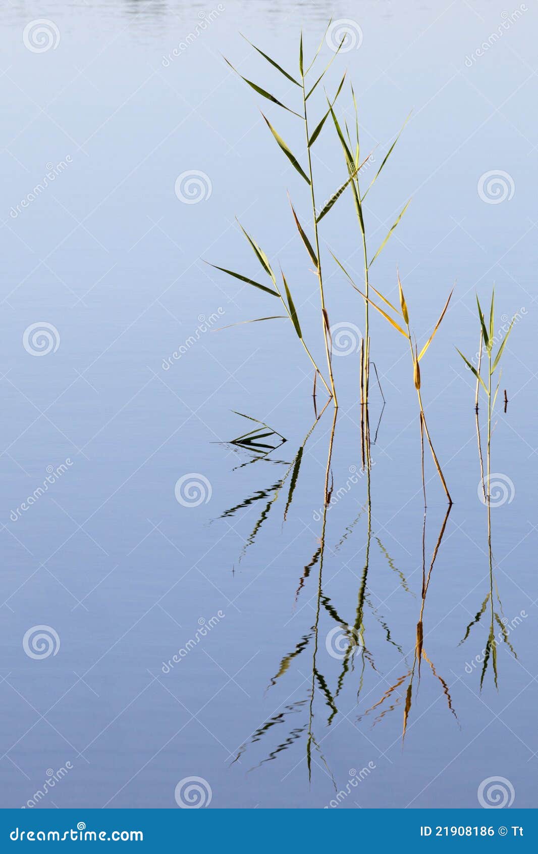 Riet in het water stock foto. Image of meren, bezinningen - 21908186