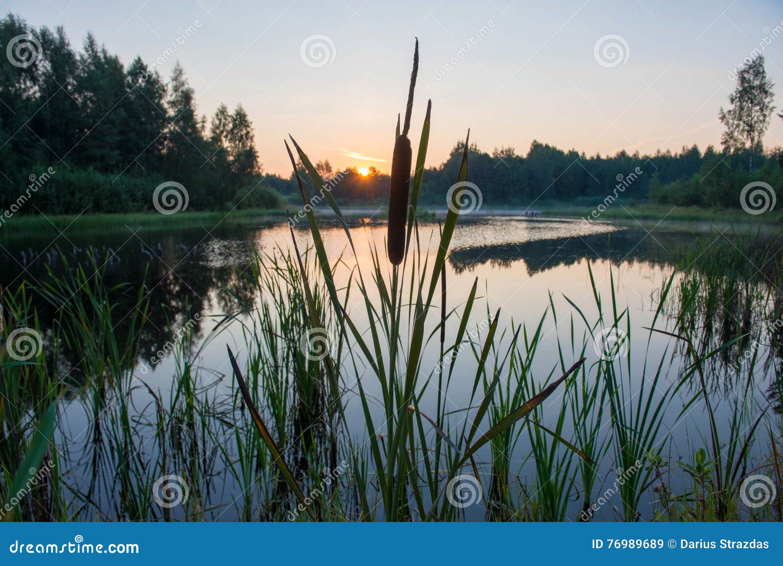 Riet in meer stock afbeelding. Image of achtergrond, neiging - 76989689