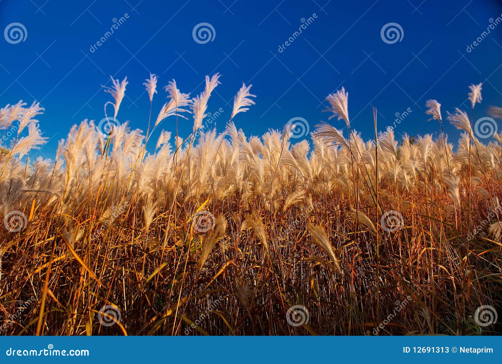 Riet op een zonnige dag stock afbeelding. Image of hoog - 12691313