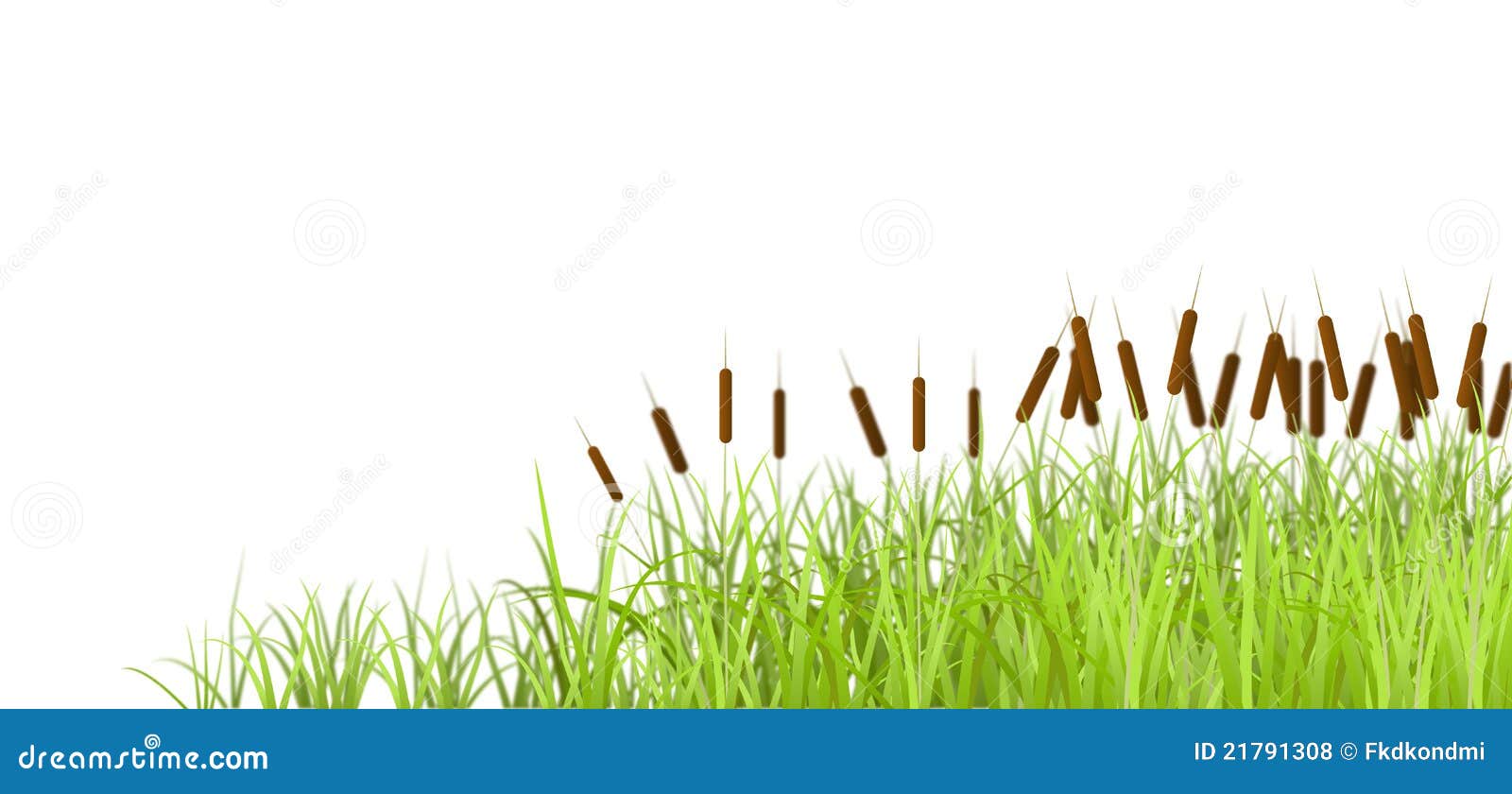 Riet op witte achtergrond. vector illustratie. Illustration of lang ...