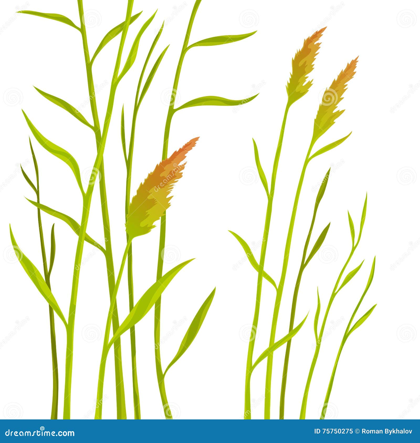 Riet op witte achtergrond vector illustratie. Illustration of riet ...