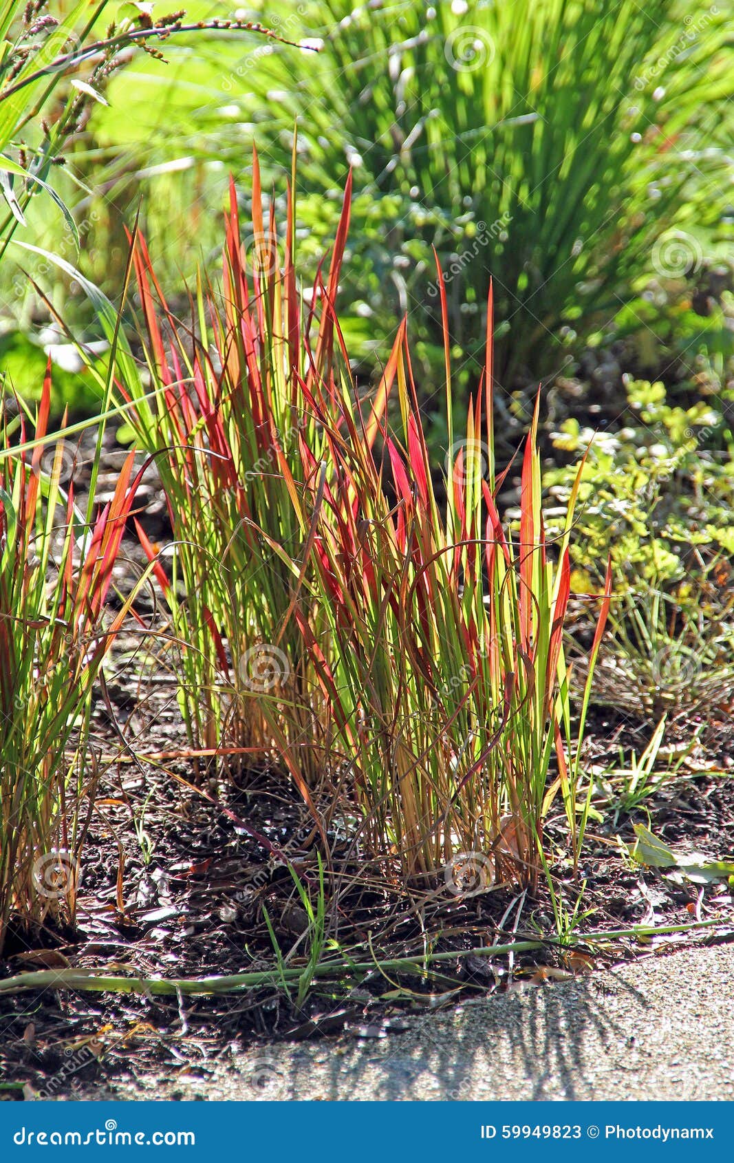 Riet in tuingrens stock afbeelding. Image of soorten - 59949823