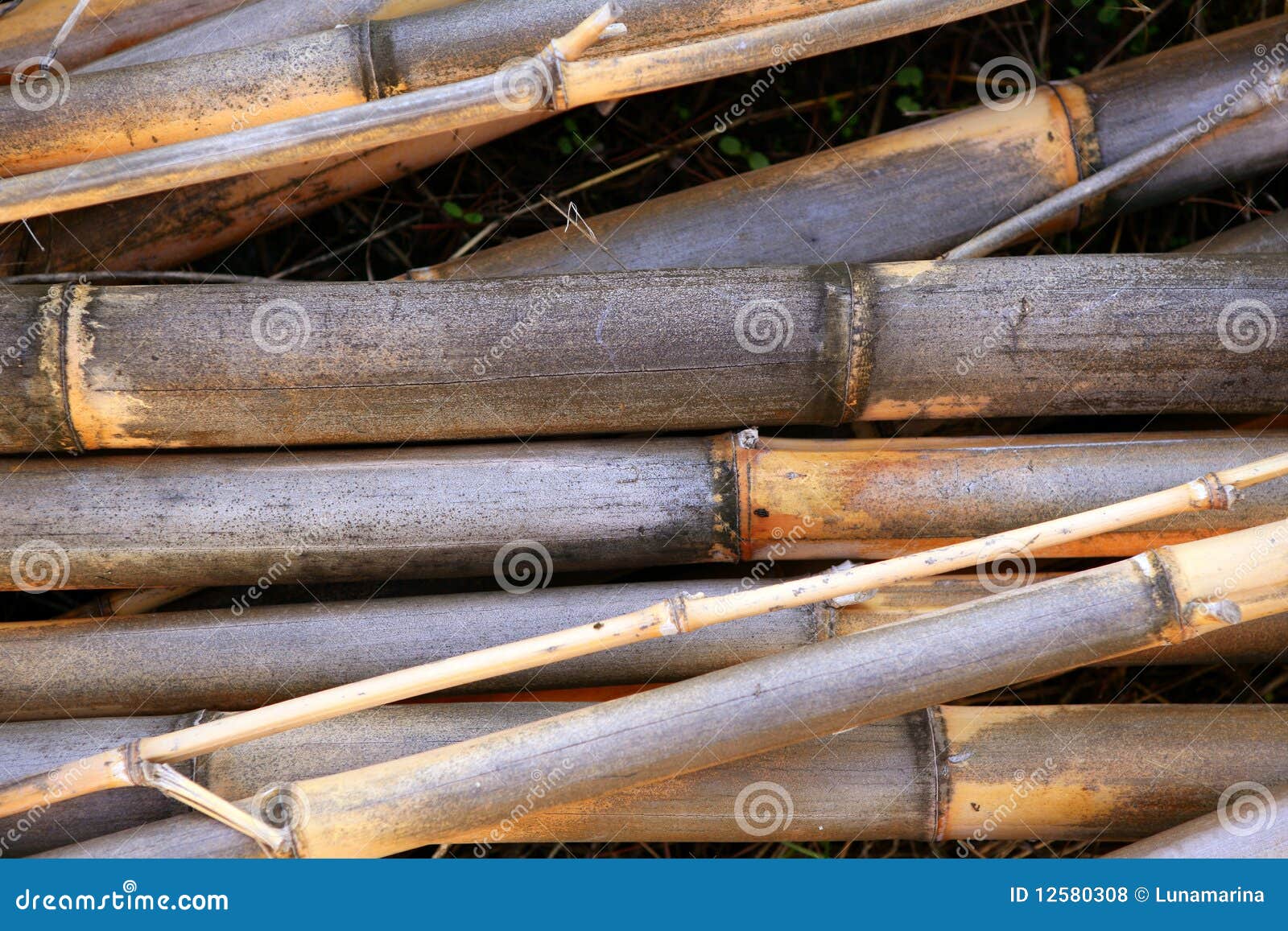 Riet Van De Van Het Achtergrond Riet Textuur Het Droge Rivier Stock ...