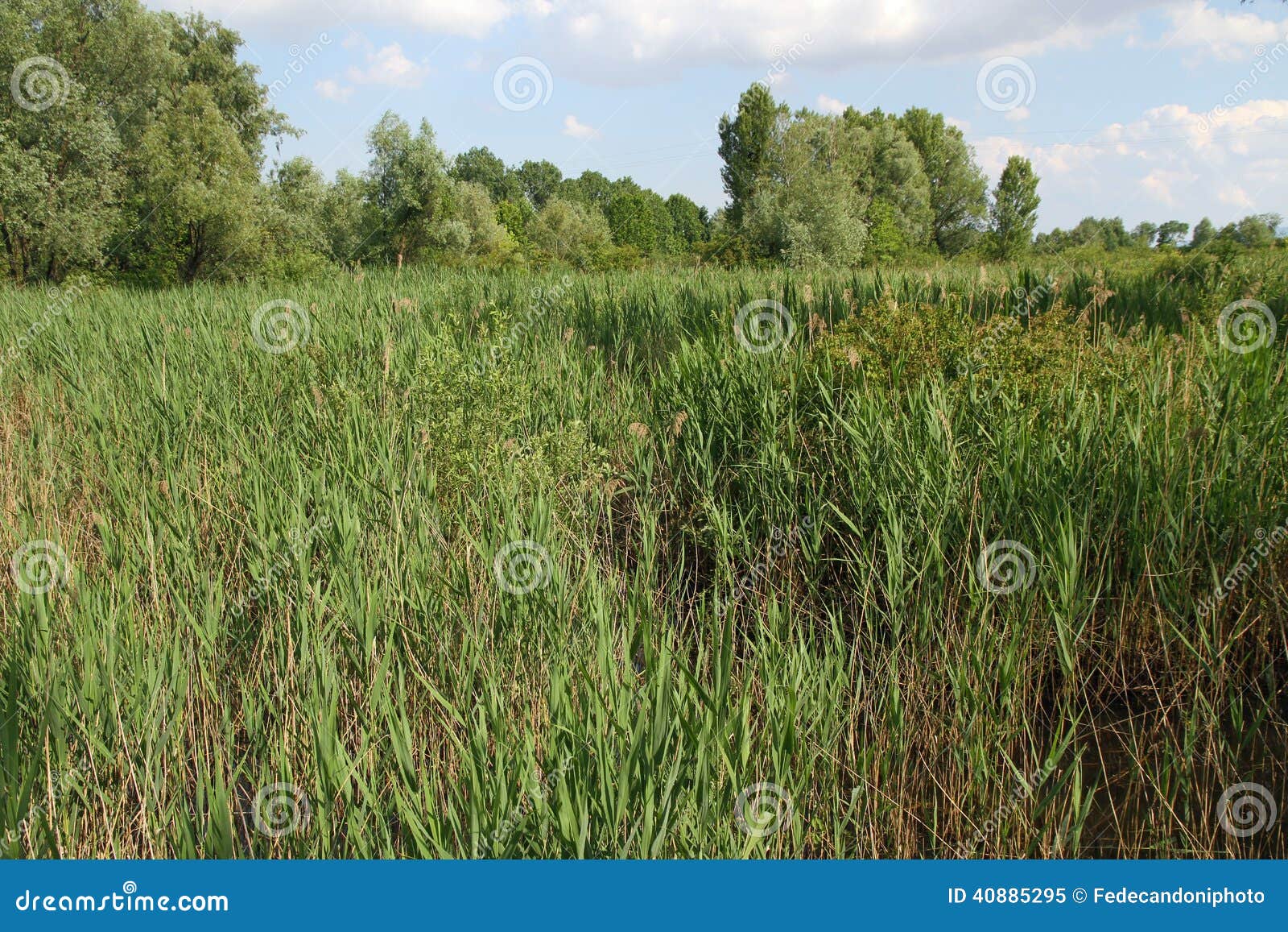 Riet Van Een Moeras Een Natuurreservaat Stock Afbeelding - Image of ...
