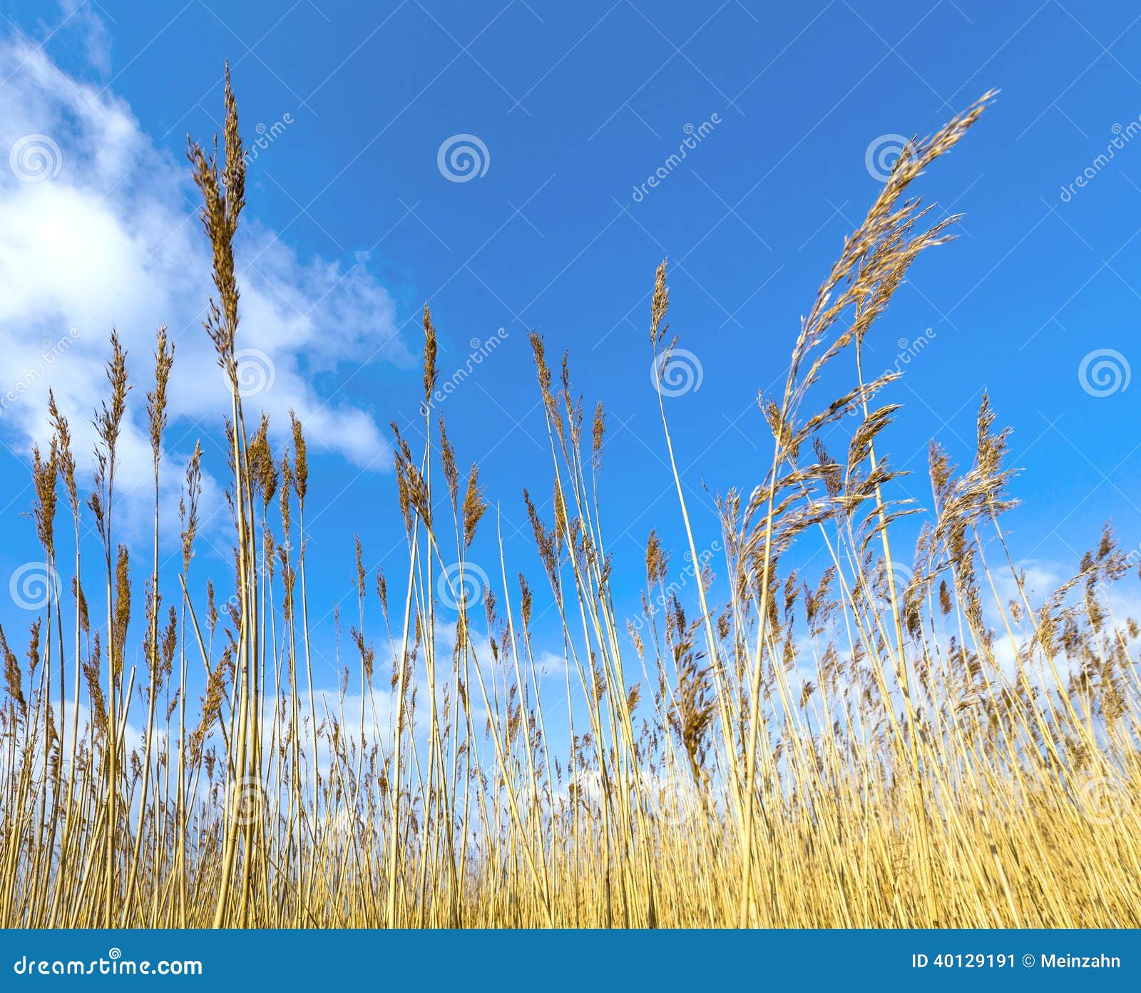 Riet Van Gras Met Blauwe Hemel Stock Afbeelding - Image of bruin ...