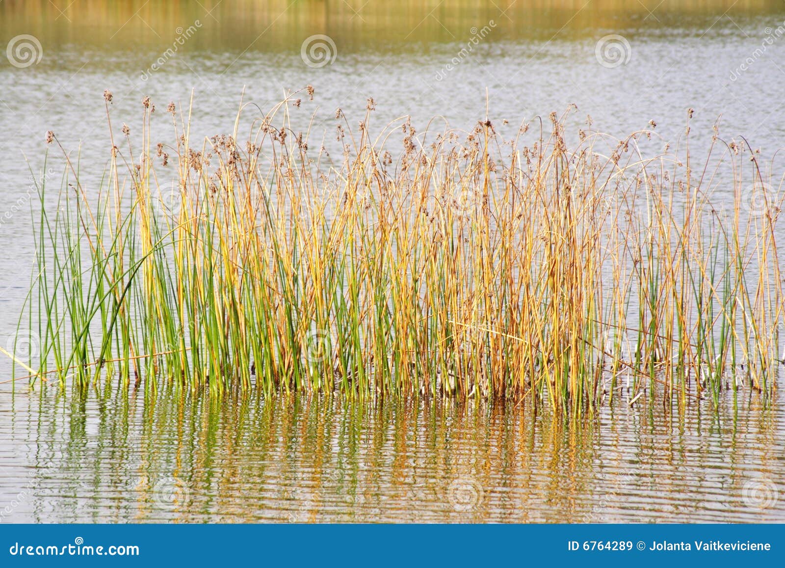 Riet in water stock afbeelding. Image of toneel, lang - 6764289