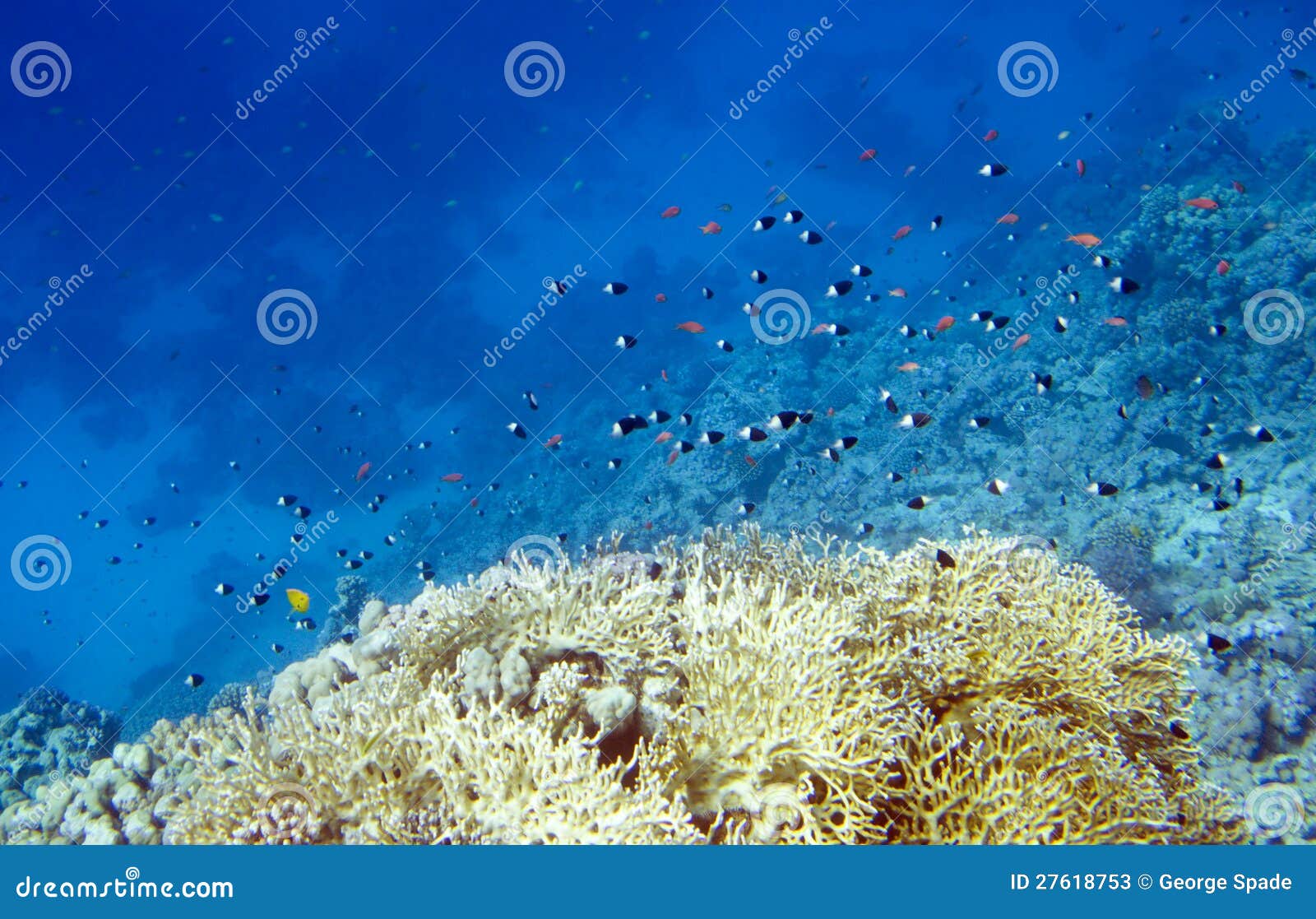 Riff im Roten Meer stockbild. Bild von ägypten, umgebung - 27618753