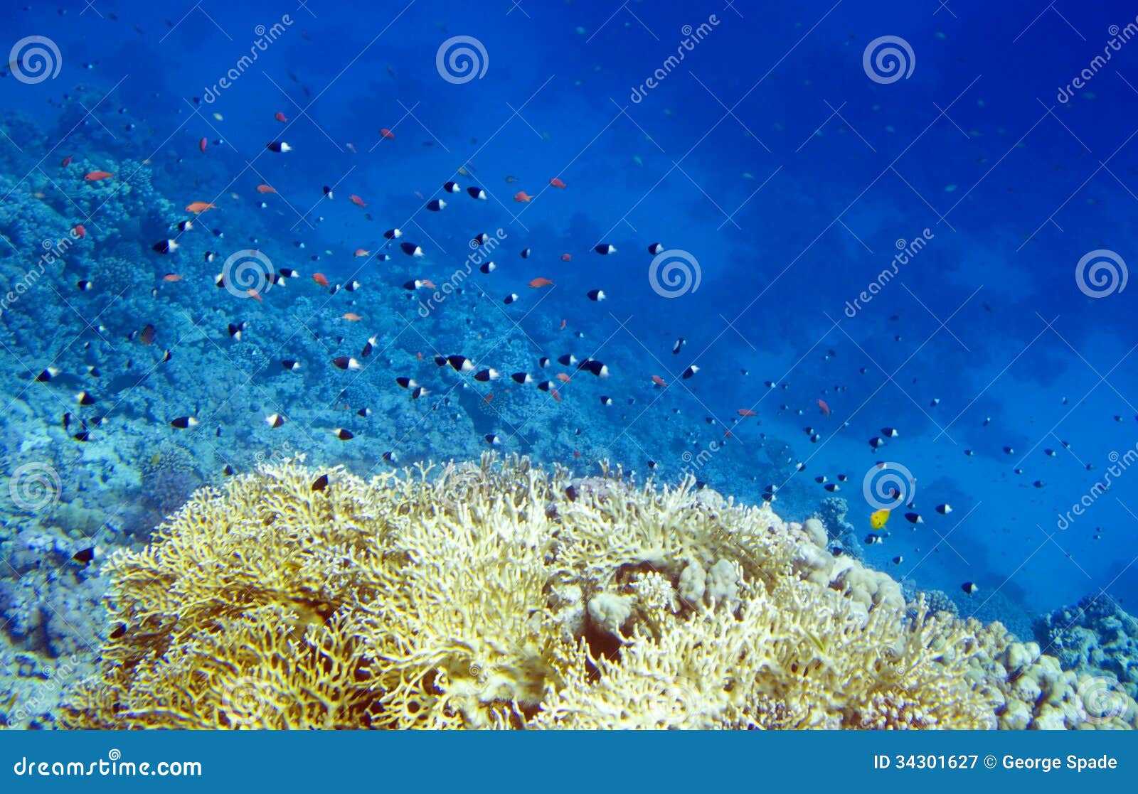 Riff im Roten Meer stockbild. Bild von koralle, frech - 34301627