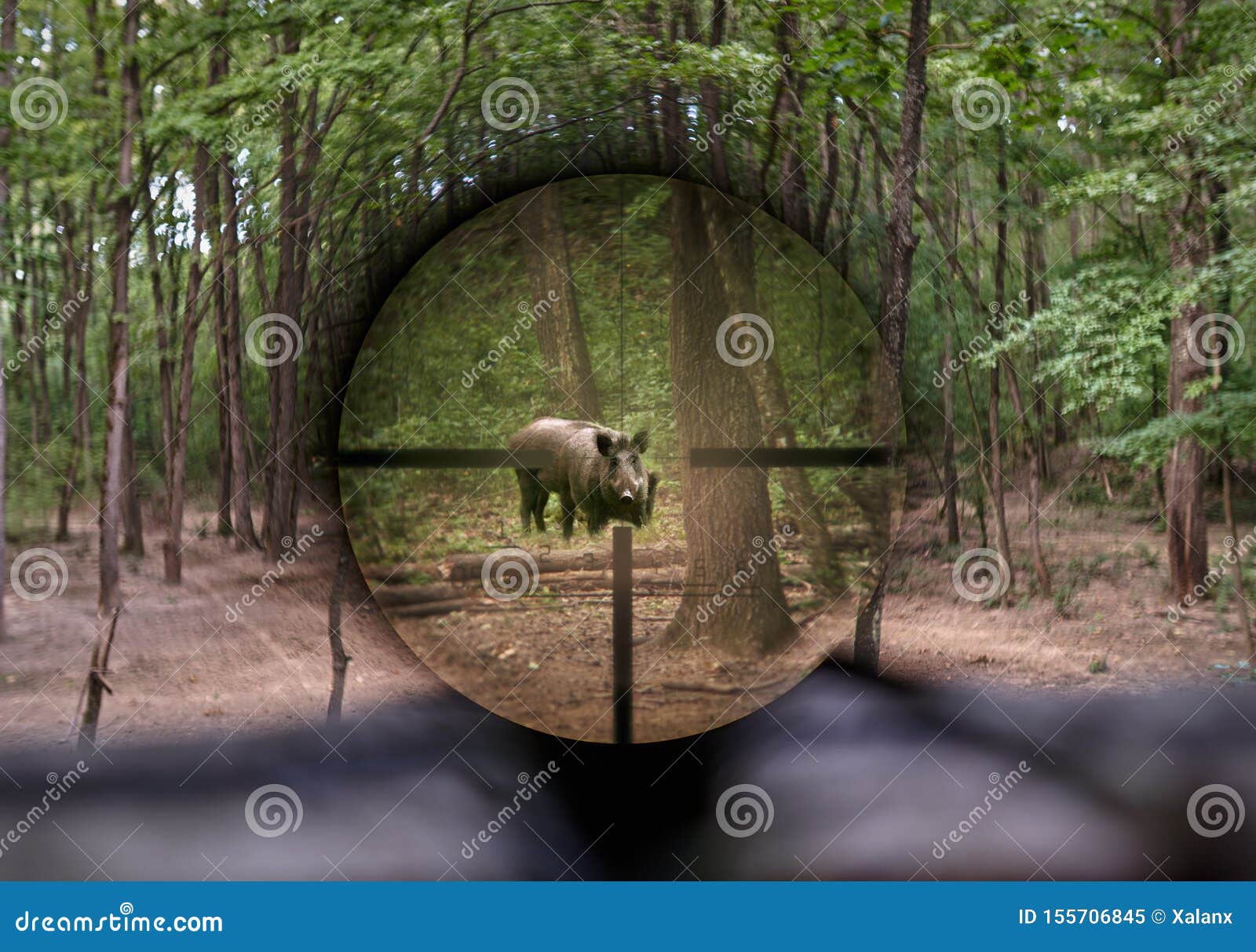 Wild Hog Seen through Rifle Scope Stock Image - Image of sport, range ...