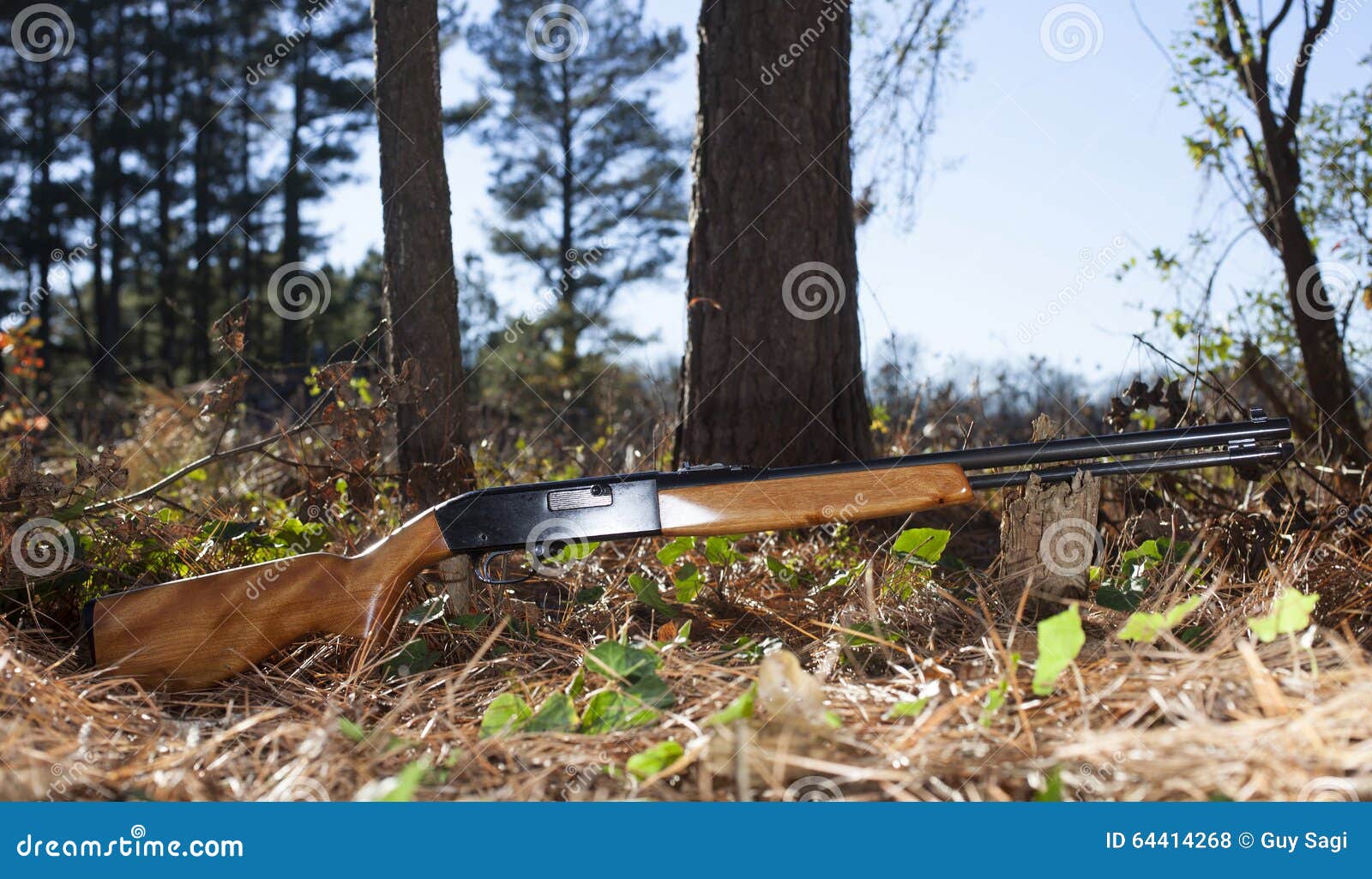 Rifle and trees stock photo. Image of safety, leaves - 64414268