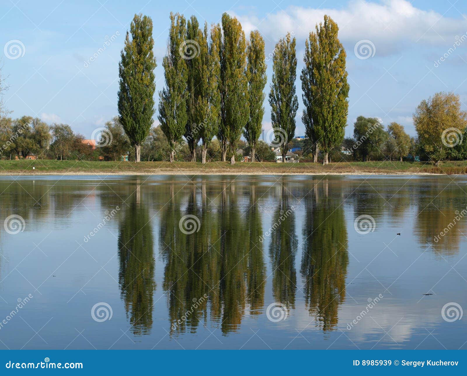 Riflessione dei pioppi immagine stock. Immagine di nube - 8985939
