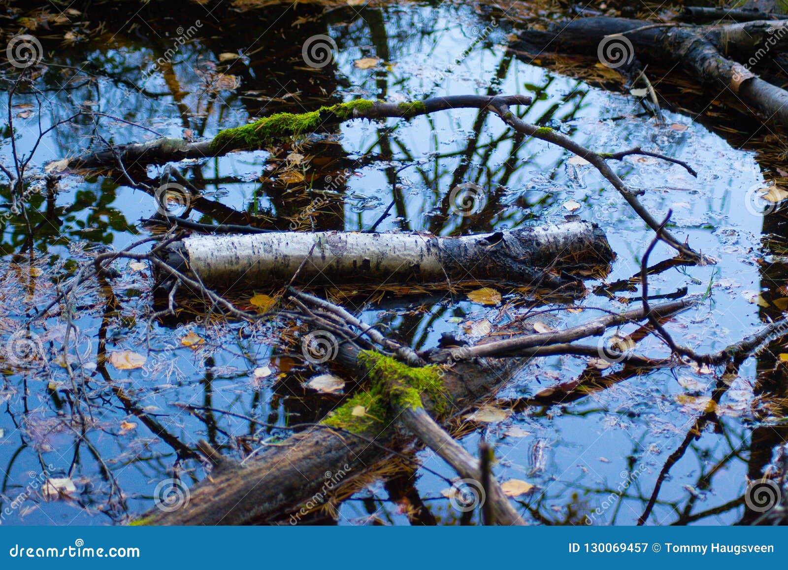 Riflessione in Una Pozza Con I Vecchi Alberi Immagine Stock - Immagine ...