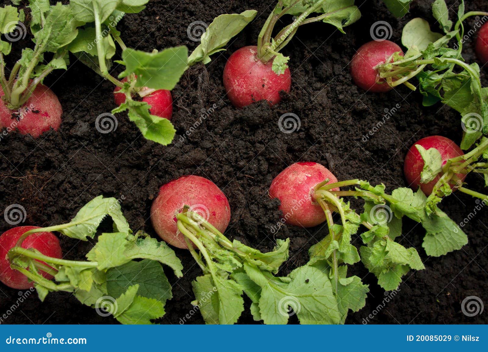 Riga Del Ravanello Nel Campo Di Verdure Immagine Stock - Immagine di ...