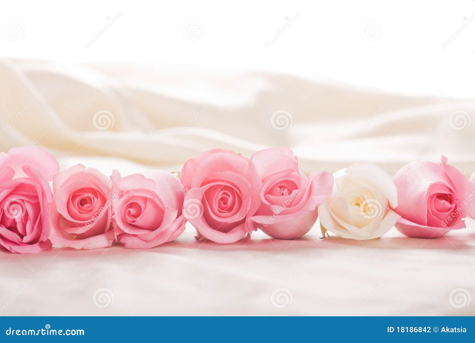 Riga Di Rose Dentellare E Bianche Che Risiedono Nel Backgr Di Seta ...