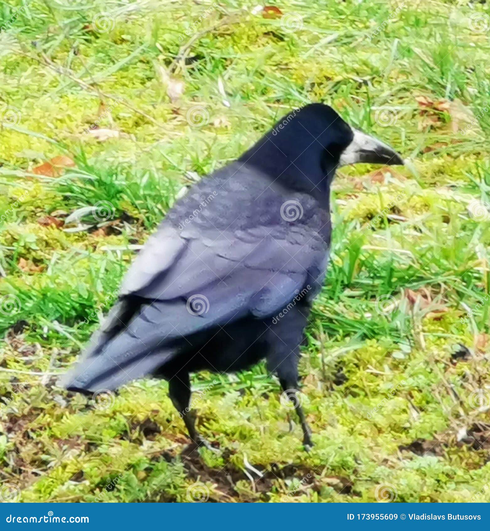 2,740 Rook Bird Photos - Free & Royalty-Free Stock Photos from Dreamstime