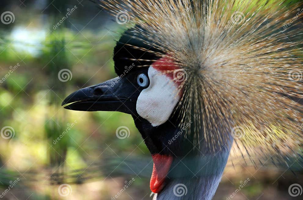 Riga zoo stock photo. Image of nature, black, riga, bird - 49968598