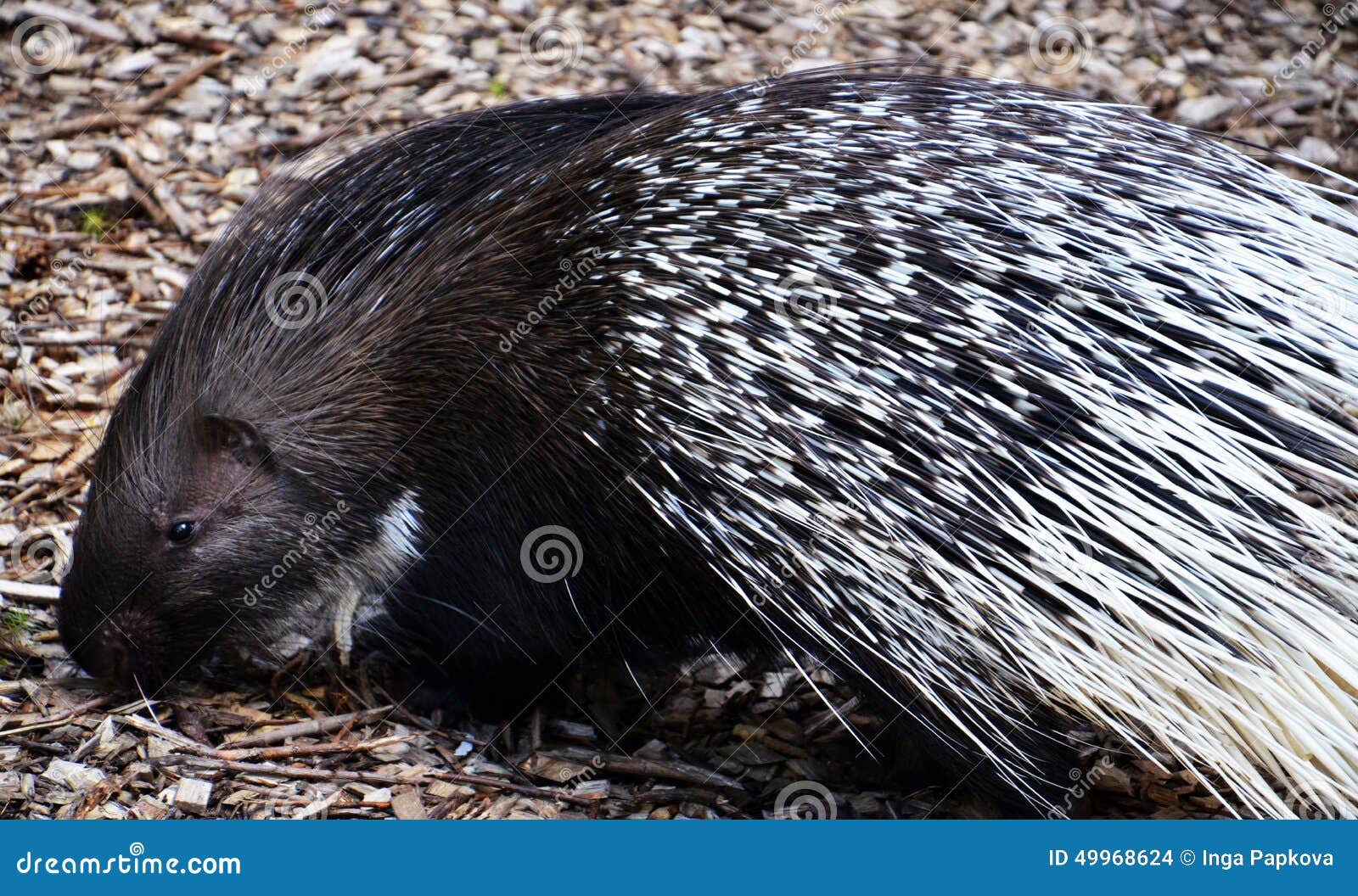 Riga zoo stock photo. Image of latvia, riga, white, fall - 49968624