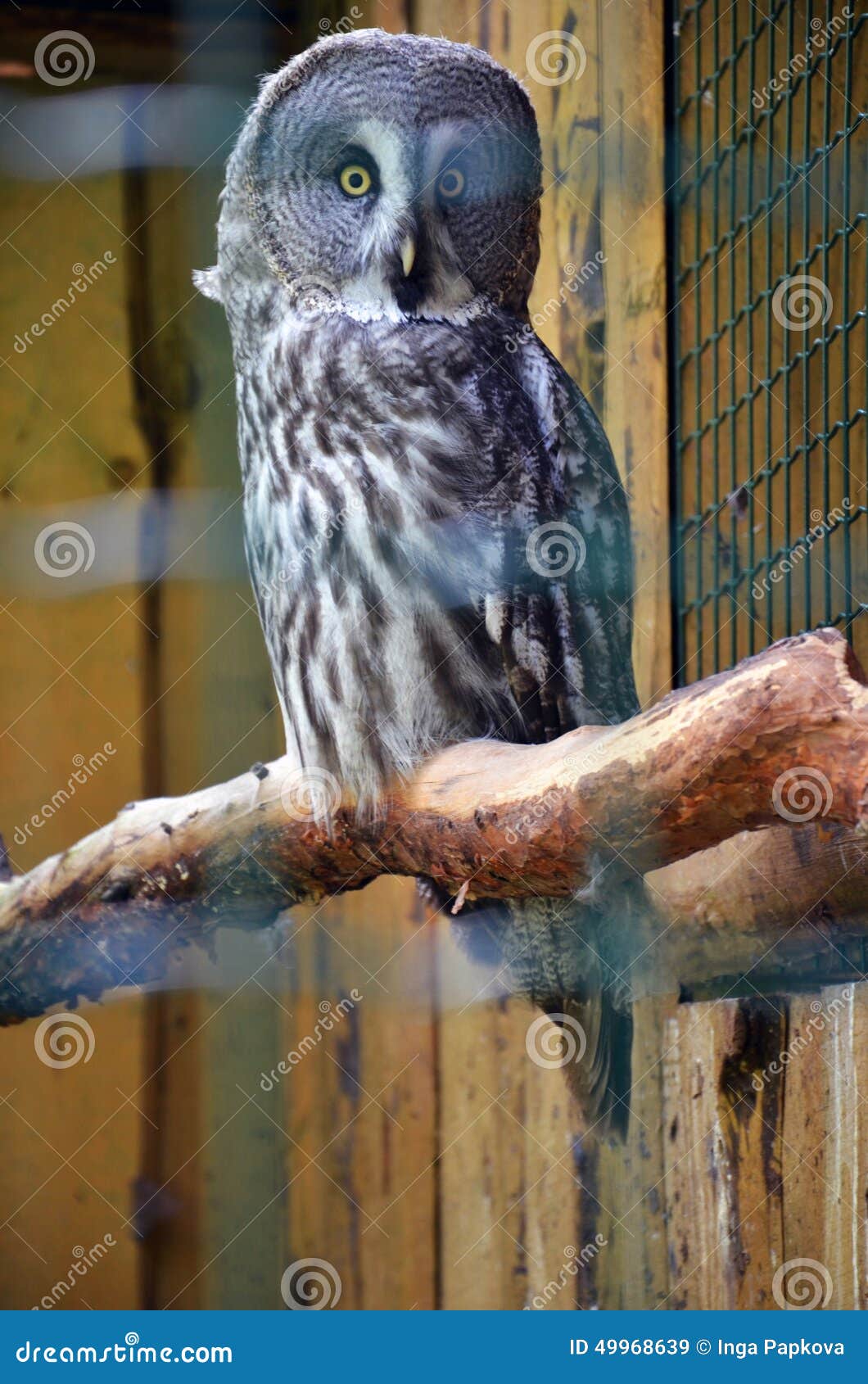 Riga zoo stock image. Image of nature, riga, beautiful - 49968639