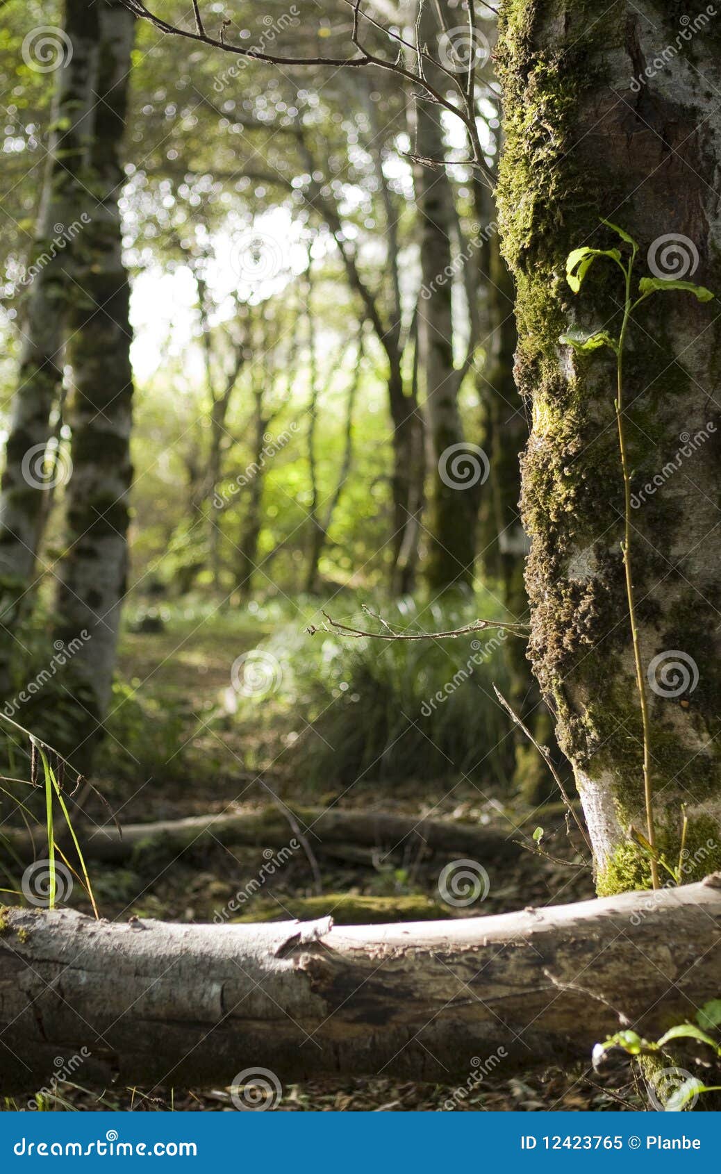 Right angle tree stock image. Image of travel, exploration - 12423765