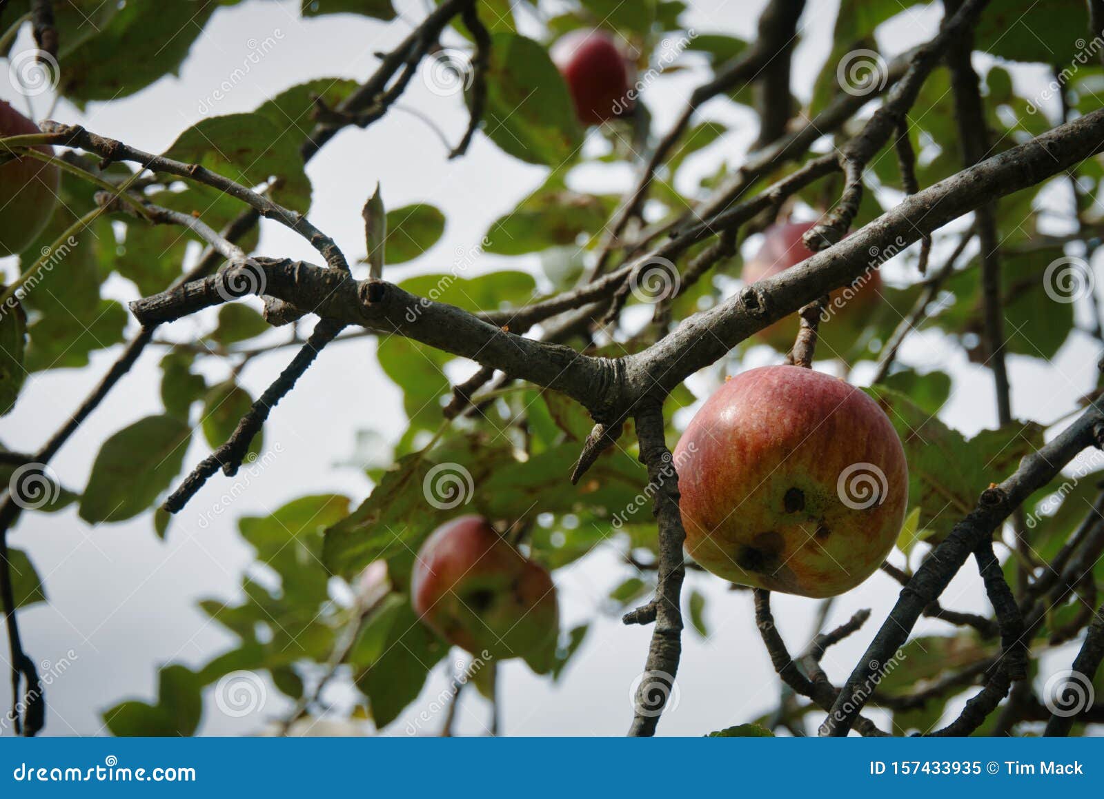 Almost Ripened Apples on the Tree Stock Image - Image of growth ...