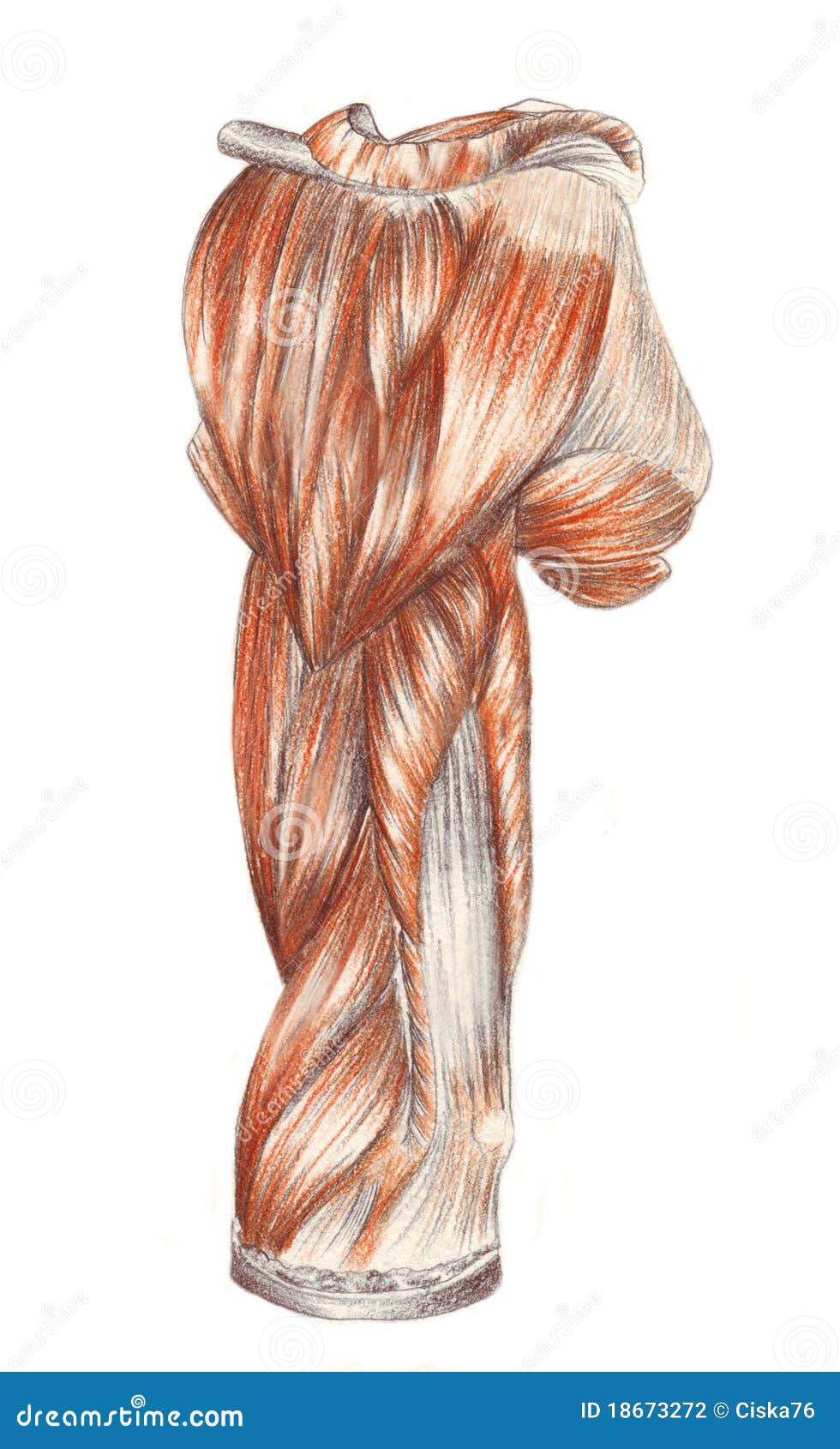 Right arm - muscles stock illustration. Illustration of human - 18673272