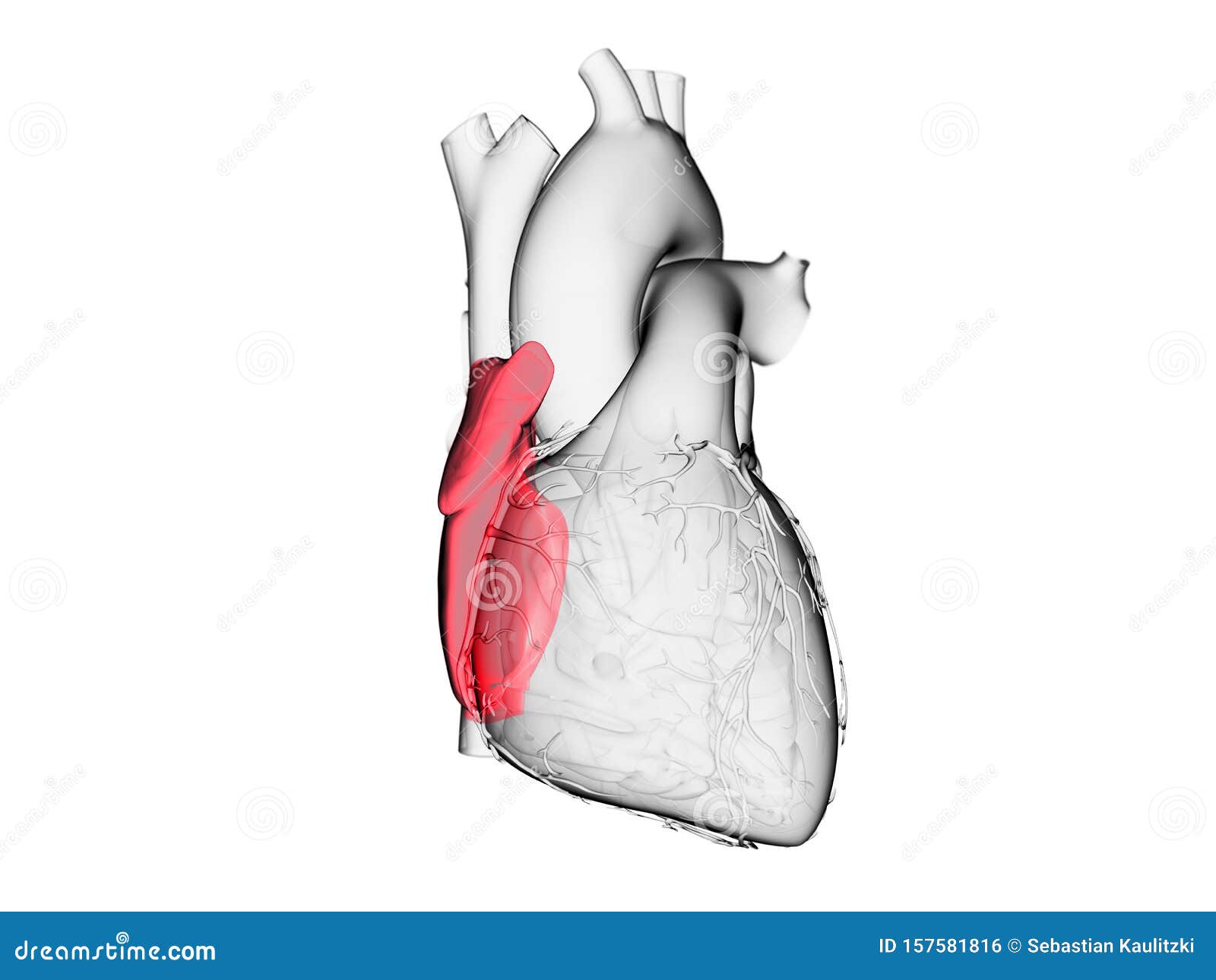 The right atrium stock illustration. Illustration of rendering - 157581816