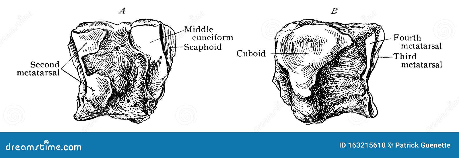 Right External Cuneiform, Vintage Illustration Stock Vector ...