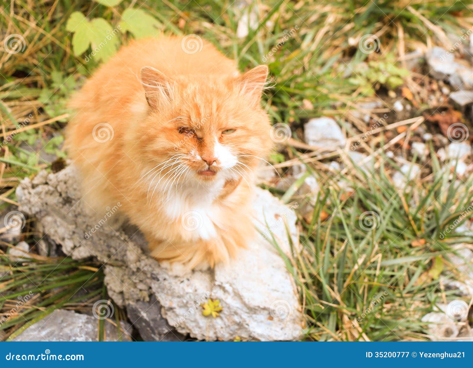 A Right Eye Injured Stray Cats Stock Image - Image of yellow, wounded ...