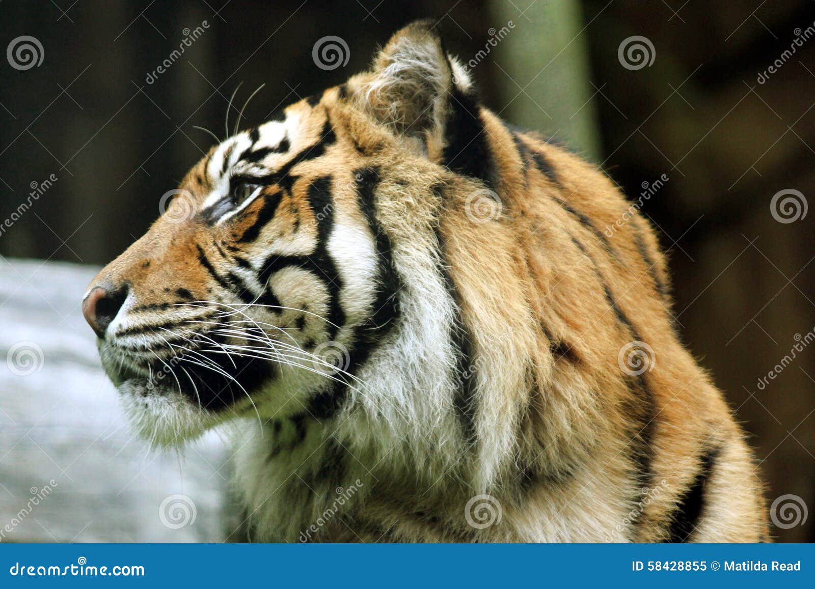 Right-facing Tiger stock image. Image of tiger, head - 58428855