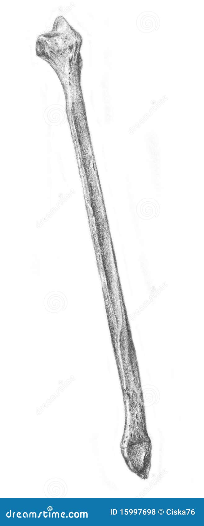 Right fibula - skeleton stock illustration. Illustration of body - 15997698