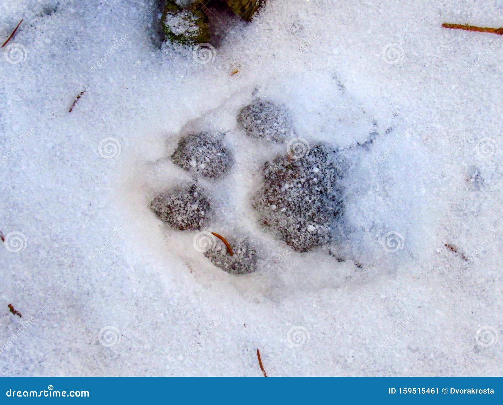 Lynx - Footprint in the Snow Stock Image - Image of snow, nature: 159515461