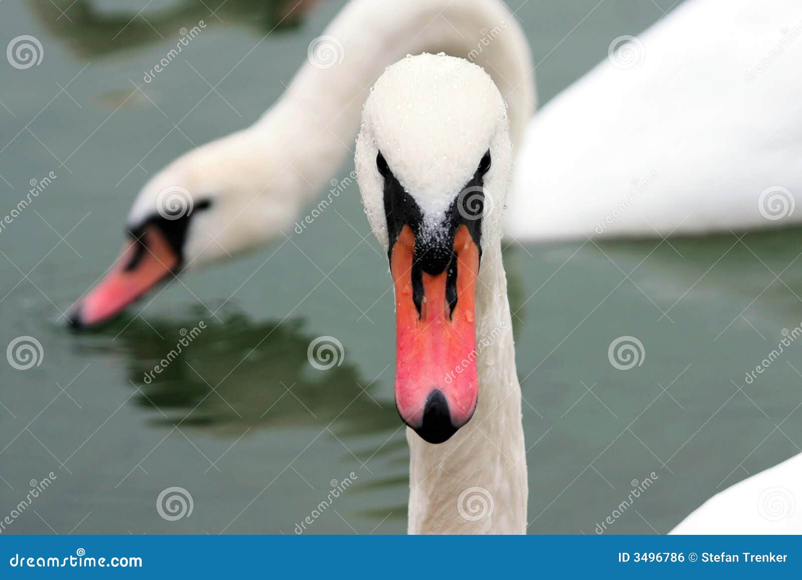 Right in Front of Me - Swan Stock Photo - Image of lake, swan: 3496786