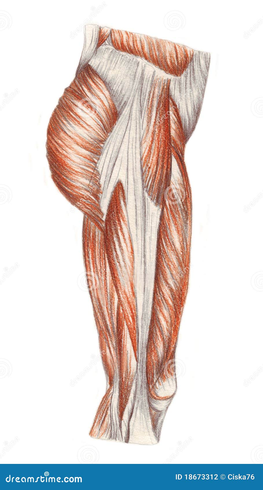 Right leg - muscles stock illustration. Illustration of sketch - 18673312