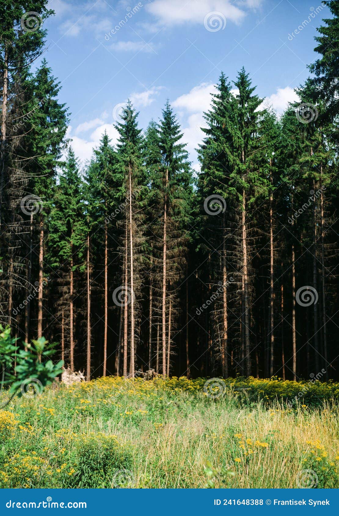 Right Noon in the Summer Forest Stock Photo - Image of scenic, theme ...