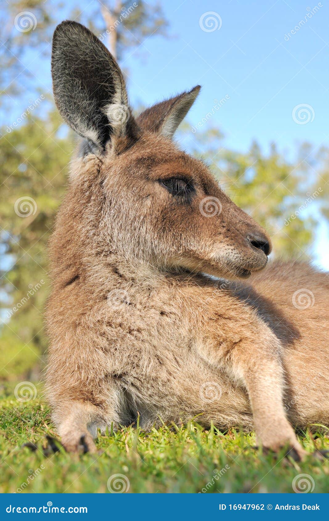 Right Portrait about a Resting Kangaroo Stock Photo - Image of ...