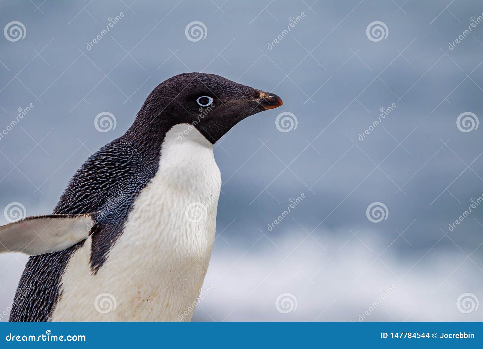 Right Profile of Adele Penguin from Antarctica Stock Photo - Image of ...