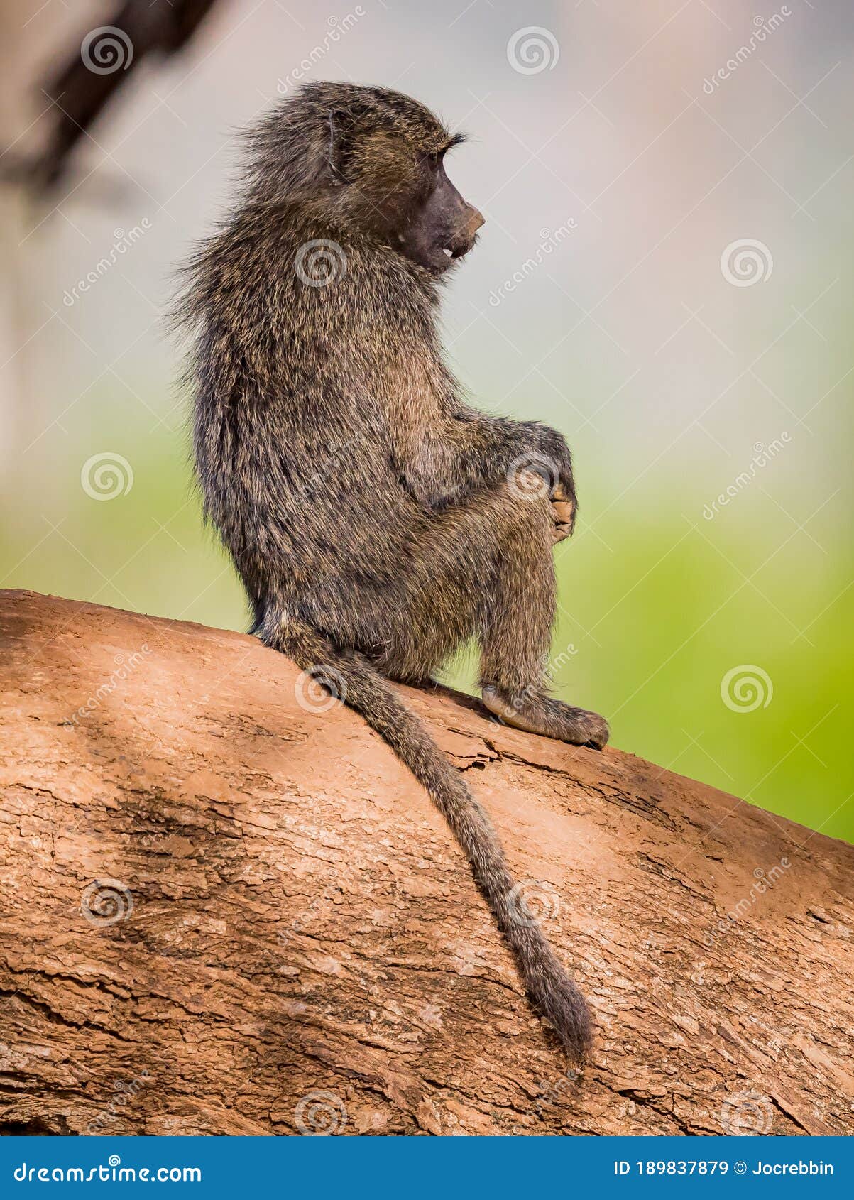 Right Profile of Adorable Baboon Sitting on Tree Limb in Kenya Stock ...