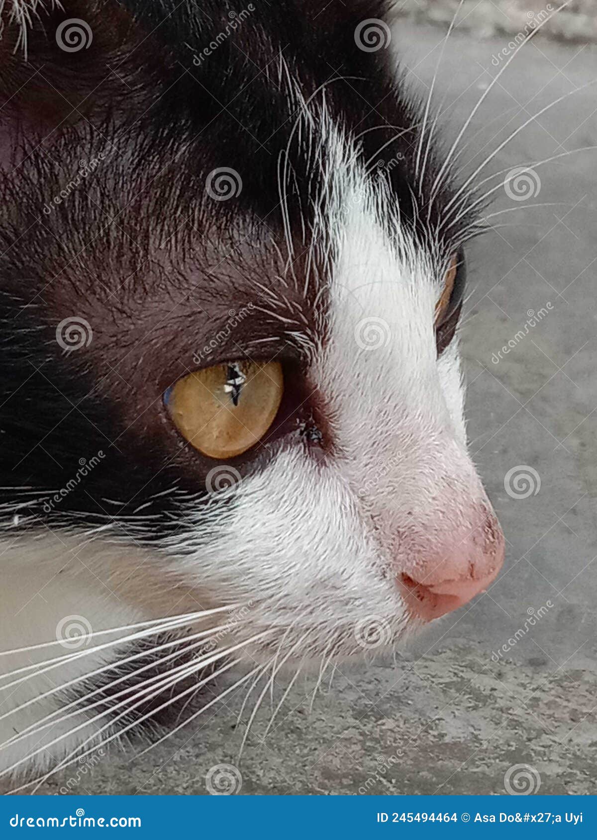 The Right Side of the Cat& X27;s Head Stock Photo - Image of head ...